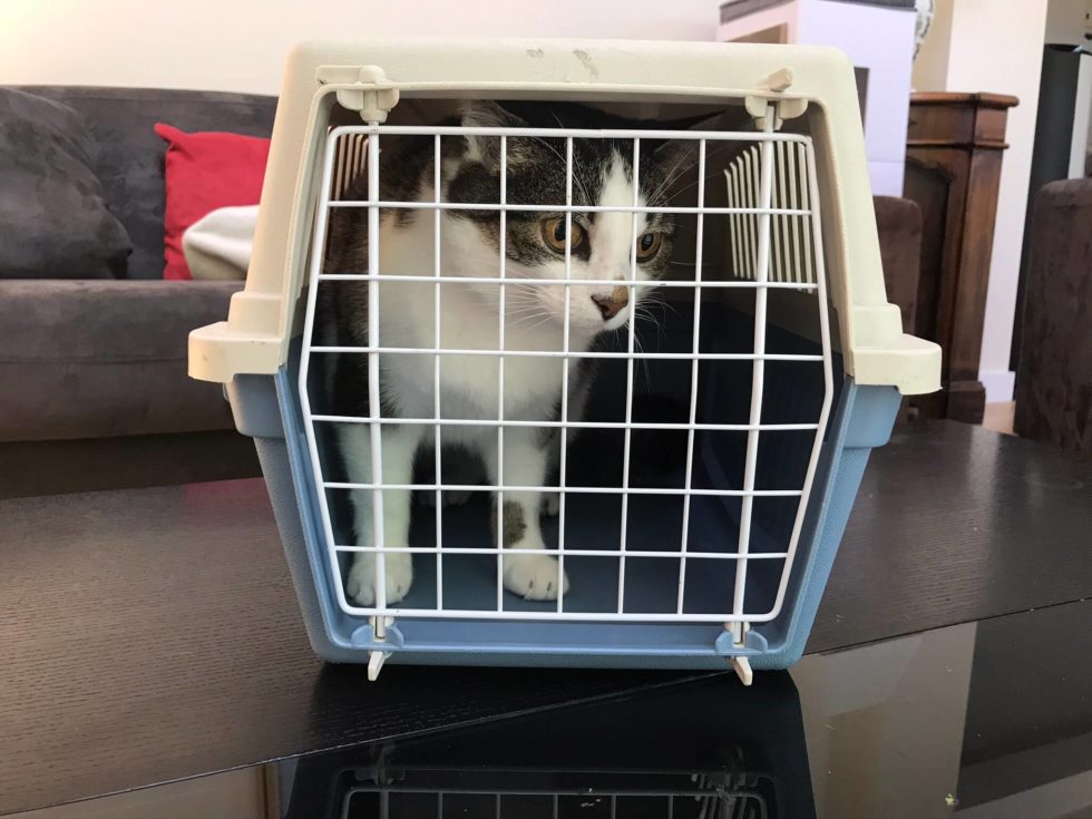 Transporter votre chat