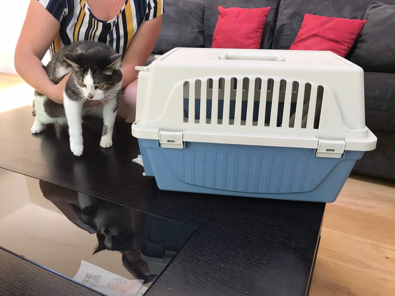 Transporter votre chat