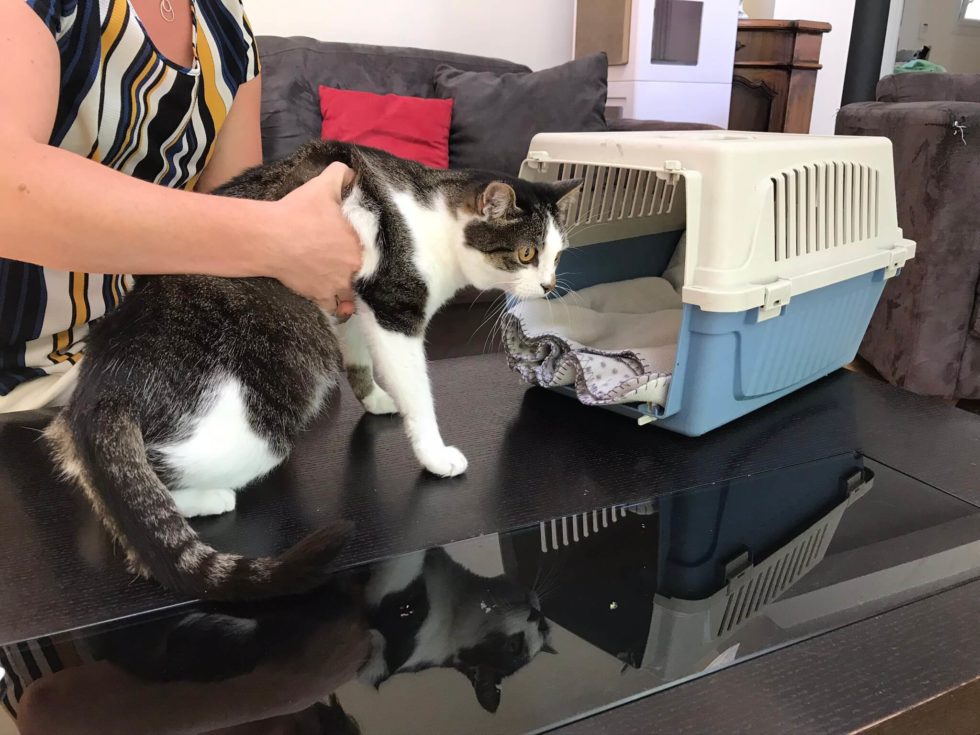 Transporter votre chat